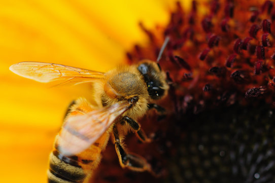 Rumin Gong photos, images, assets | Adobe Stock