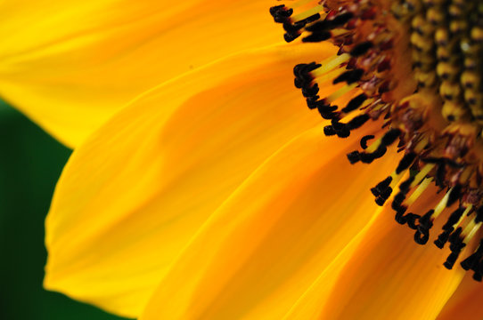 Rumin Gong photos, images, assets | Adobe Stock