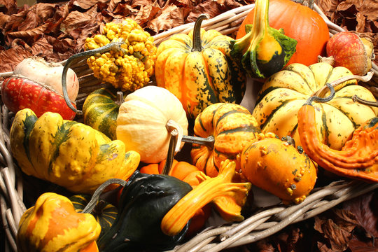 Coloquintes Images – Browse 5 Stock Photos, Vectors, and Video | Adobe ...