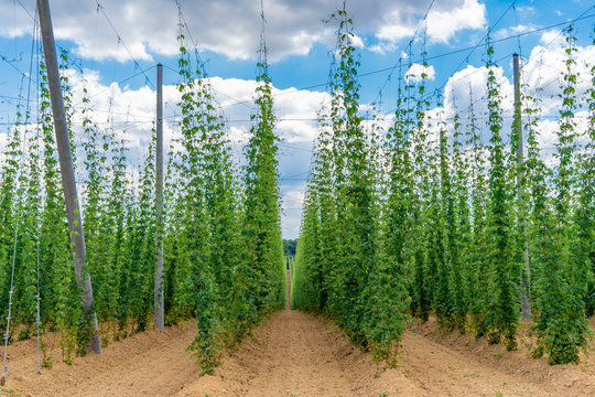 Hopfenanbau Bilder – Durchsuchen 885 Archivfotos, Vektorgrafiken und ...
