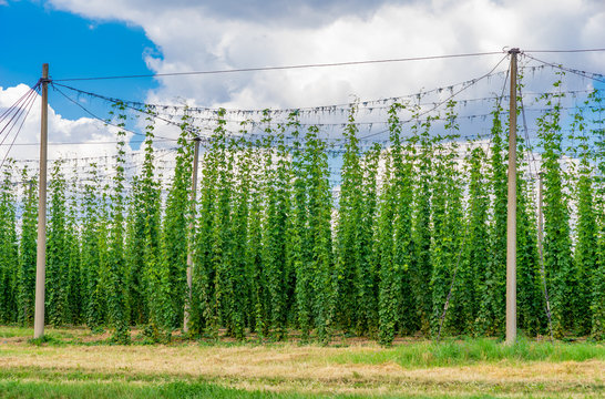 Hopfenzapfen bilder – Bläddra bland 112 stockfoton, vektorer och videor ...