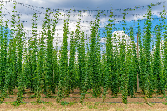 Hopfenzapfen bilder – Bläddra bland 112 stockfoton, vektorer och videor ...