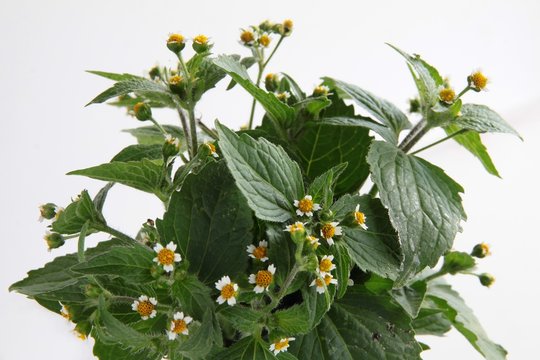Quickweed Képek – Böngésszen 398 stockfotókat, vektorokat és videókat ...