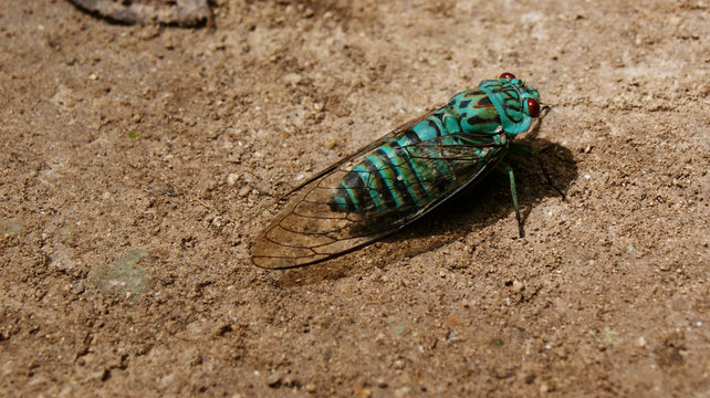 Chicharra Images – Browse 172 Stock Photos, Vectors, and Video | Adobe ...