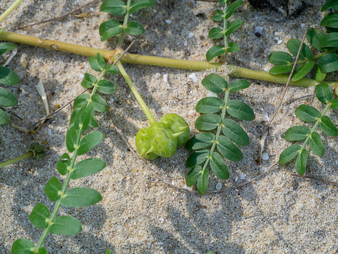 รูปภาพPlollen – เลือกดูภาพถ่ายสต็อก เวกเตอร์ และวิดีโอ100 | Adobe Stock