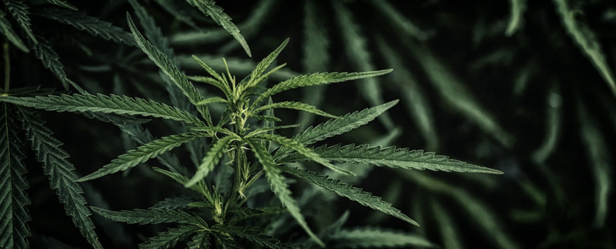 Sativa Bilder – Durchsuchen 125,981 Archivfotos, Vektorgrafiken und ...