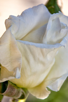 Imágenes de Capuyo: descubre bancos de fotos, ilustraciones, vectores y ...