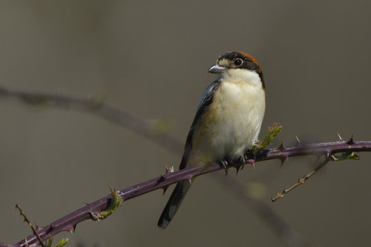 รูปภาพBranh – เลือกดูภาพถ่ายสต็อก เวกเตอร์ และวิดีโอ91 | Adobe Stock