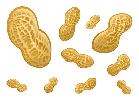 Peanut Shell Clip Art