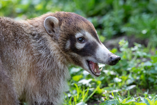 รูปภาพCoatimundi – เลือกดูภาพถ่ายสต็อก เวกเตอร์ และวิดีโอ22,860 | Adobe ...