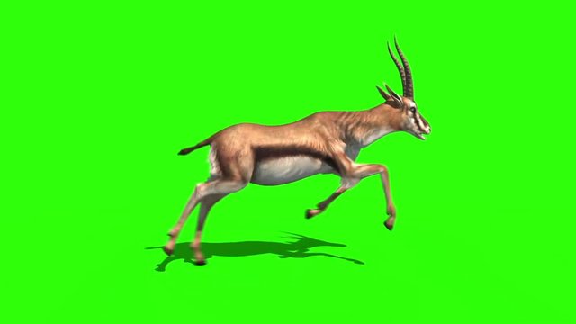 Gazelle Running Gif