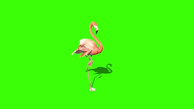 Flamingo Bilder – Durchsuchen 224,878 Archivfotos, Vektorgrafiken und ...