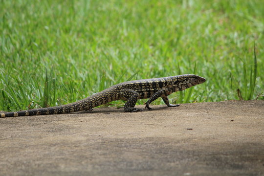 Teiu Images – Browse 78 Stock Photos, Vectors, and Video | Adobe Stock