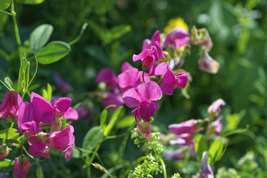 Lathyrus Images – Browse 60 Stock Photos, Vectors, and Video | Adobe Stock