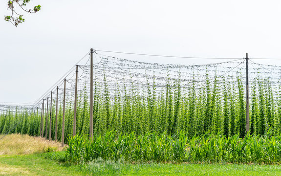 Hopfenanbau Bilder – Durchsuchen 885 Archivfotos, Vektorgrafiken und ...