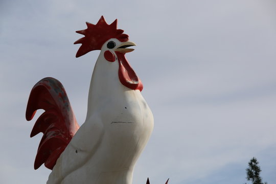 Riesenhuhn Bilder – Durchsuchen 1,662 Archivfotos, Vektorgrafiken und ...