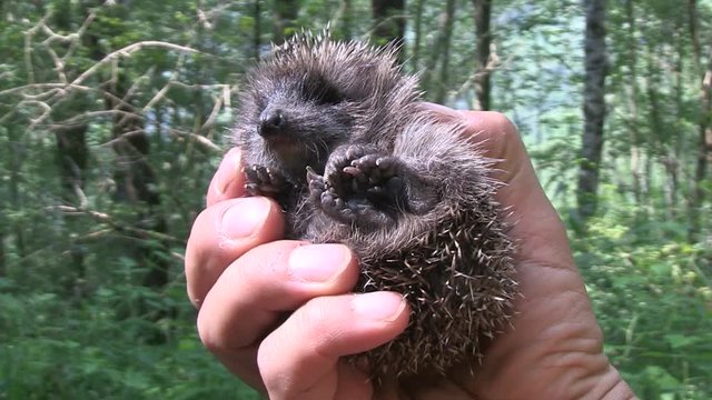 Aculei bilder – Bläddra bland 416 stockfoton, vektorer och videor ...