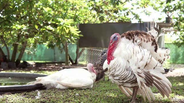 "Strutting Turkey" Images – Browse 69 Stock Photos, Vectors, and Video ...