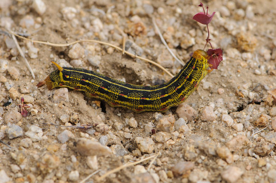 รูปภาพ"Sphinx Moth" – เลือกดูภาพถ่ายสต็อก เวกเตอร์ และวิดีโอ12,930 ...