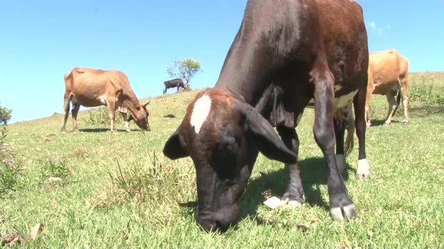 Cown Images – Browse 218 Stock Photos, Vectors, and Video | Adobe Stock