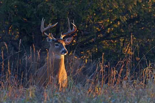 Whitetail Deer Background Images – Browse 22,165 Stock Photos, Vectors ...