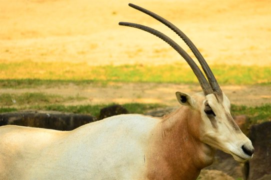 รูปภาพOrix – เลือกดูภาพถ่ายสต็อก เวกเตอร์ และวิดีโอ1,286 | Adobe Stock