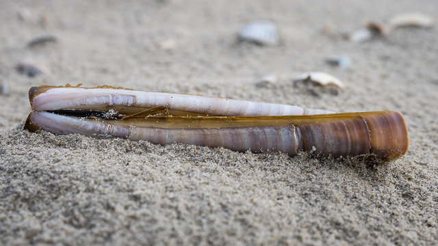 Scheidenmuschel Images – Browse 63 Stock Photos, Vectors, and Video ...