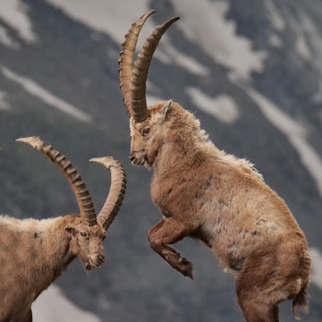 รูปภาพSteinbock – เลือกดูภาพถ่ายสต็อก เวกเตอร์ และวิดีโอ35,847 | Adobe ...