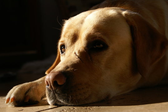 Gringo Images – Browse 1,389 Stock Photos, Vectors, and Video | Adobe Stock