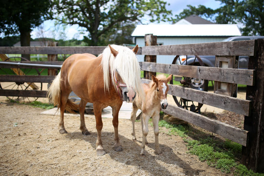 Browb Images – Browse 33 Stock Photos, Vectors, and Video | Adobe Stock