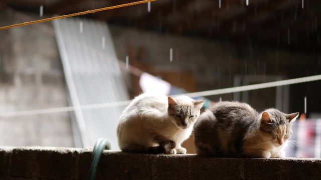 รูปภาพKuttywap – เลือกดูภาพถ่ายสต็อก เวกเตอร์ และวิดีโอ3 | Adobe Stock