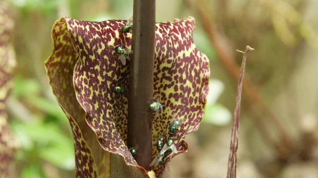 "Voodoo Lily" Images – Browse 180 Stock Photos, Vectors, and Video ...