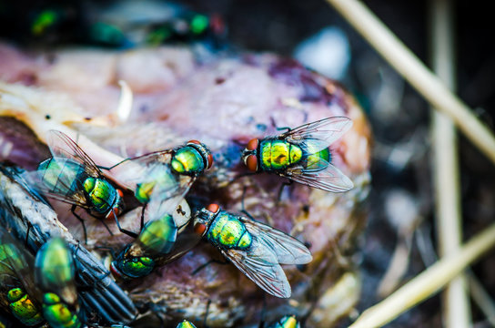 รูปภาพEktoparasit – เลือกดูภาพถ่ายสต็อก เวกเตอร์ และวิดีโอ106 | Adobe Stock