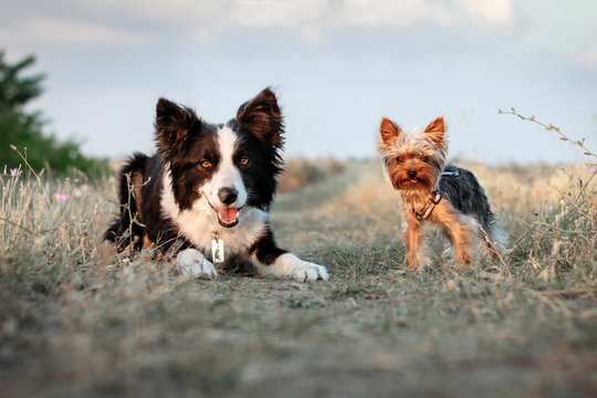 Free Dogs Images – Browse 14,311 Free Stock Photos, Vectors, and Video ...