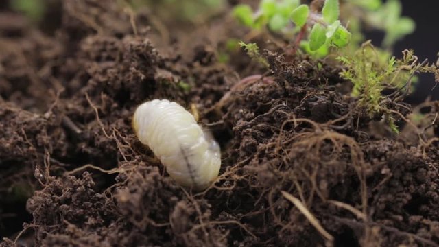 รูปภาพGrubs – เลือกดูภาพถ่ายสต็อก เวกเตอร์ และวิดีโอ19,030 | Adobe Stock