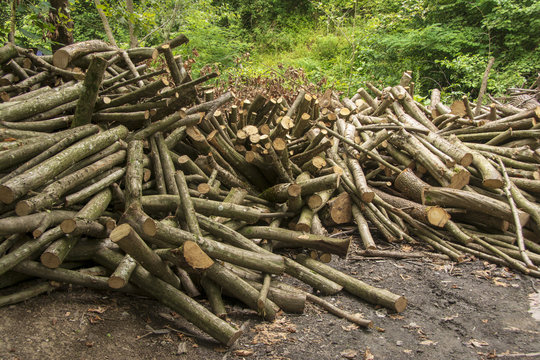 "Odun Images – Browse 976 Stock Photos, Vectors, and Video | Adobe Stock