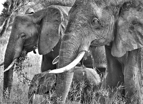 Pachiderma Bilder – Durchsuchen 777 Archivfotos, Vektorgrafiken und ...