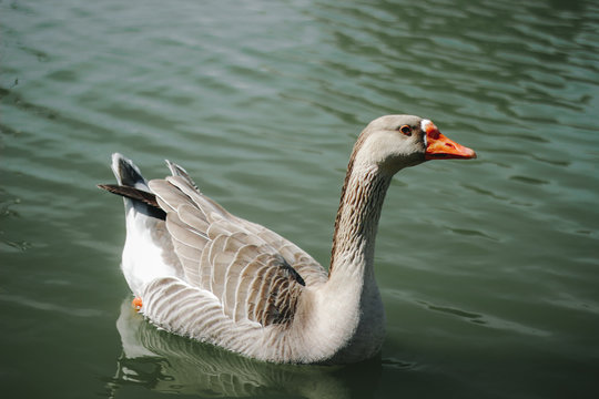 รูปภาพGanso – เลือกดูภาพถ่ายสต็อก เวกเตอร์ และวิดีโอ9,664 | Adobe Stock