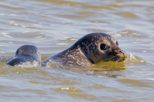 Fotos, lizenzfreie Bilder, Grafiken, Vektoren und Videos von Seerobbe ...