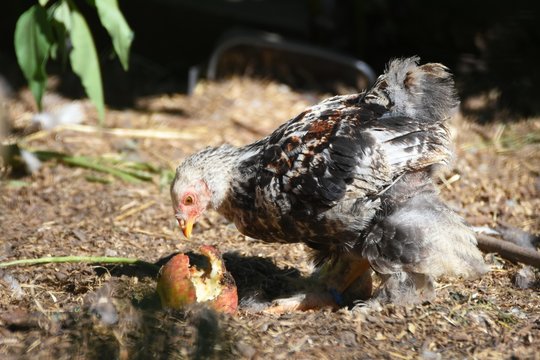 LAS 67 MEJORES IMÁGENES, FOTOS DE ARCHIVO Y VECTORES DE Riesenhuhn ...