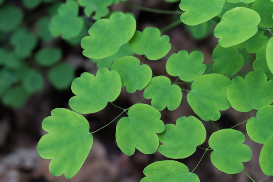 "Lobed Leaves" Images – Browse 305 Stock Photos, Vectors, and Video ...