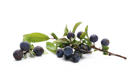 Prunelle Images – Browse 12,660 Stock Photos, Vectors, and Video ...