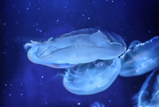 Celenterati-Bilder: Stock-Fotos & -Videos. | Adobe Stock