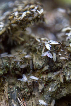 Antheap Images – Browse 32 Stock Photos, Vectors, and Video | Adobe Stock