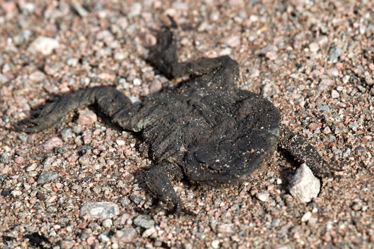 "Killing Animals" Images – Browse 84 Stock Photos, Vectors, and Video ...