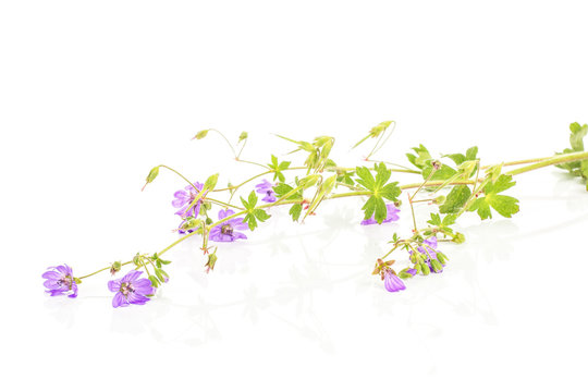 รูปภาพPinwing – เลือกดูภาพถ่ายสต็อก เวกเตอร์ และวิดีโอ192 | Adobe Stock