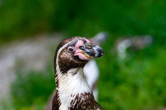 รูปภาพTieraugen – เลือกดูภาพถ่ายสต็อก เวกเตอร์ และวิดีโอ268 | Adobe Stock