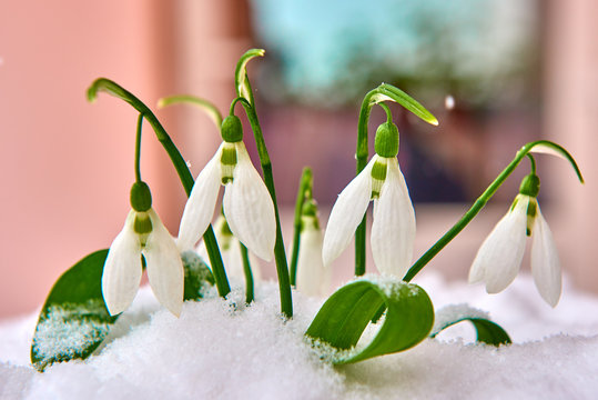 "Snowdrop Background" Images – Browse 419 Stock Photos, Vectors, and ...