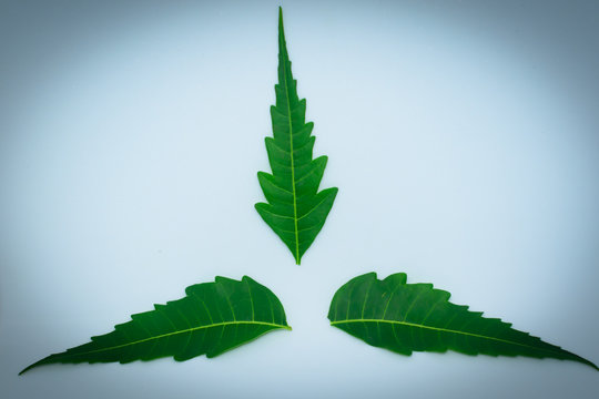 Single Neem Leaf