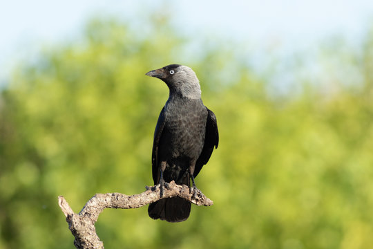 Imágenes de Grajo: descubre bancos de fotos, ilustraciones, vectores y ...